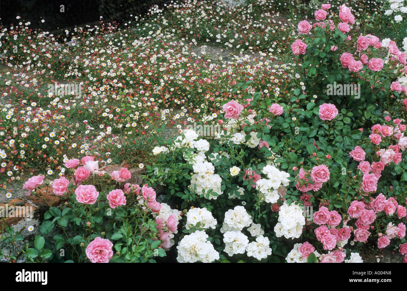 Erigeron karvinskianus, Rosa 'Surrey' and Rosa 'Kent', Lawns Farm ...