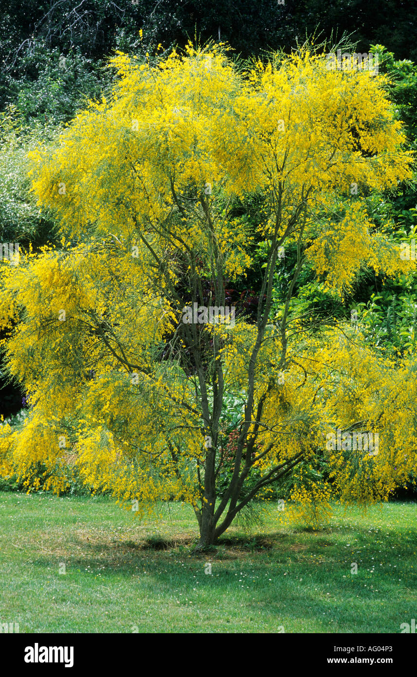 Genista aetnensis, whole tree Stock Photo - Alamy