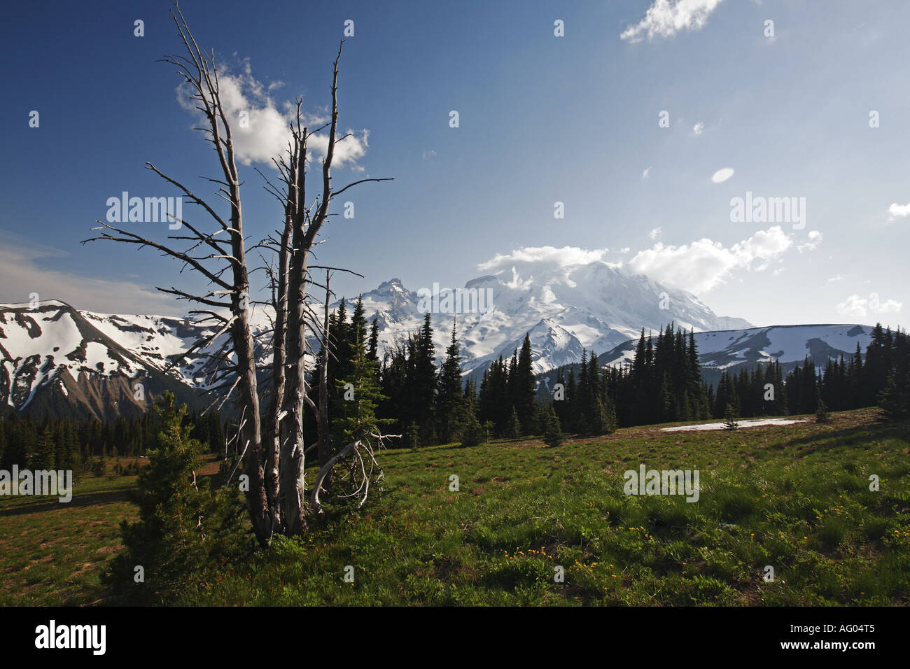 Mount Rainier view from Sunrise, Washington, USA Stock Photo - Alamy