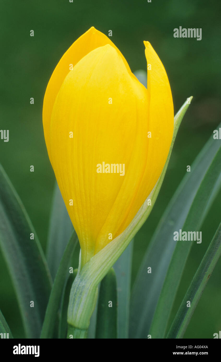 Sternbergia lutea bulb hi-res stock photography and images - Alamy