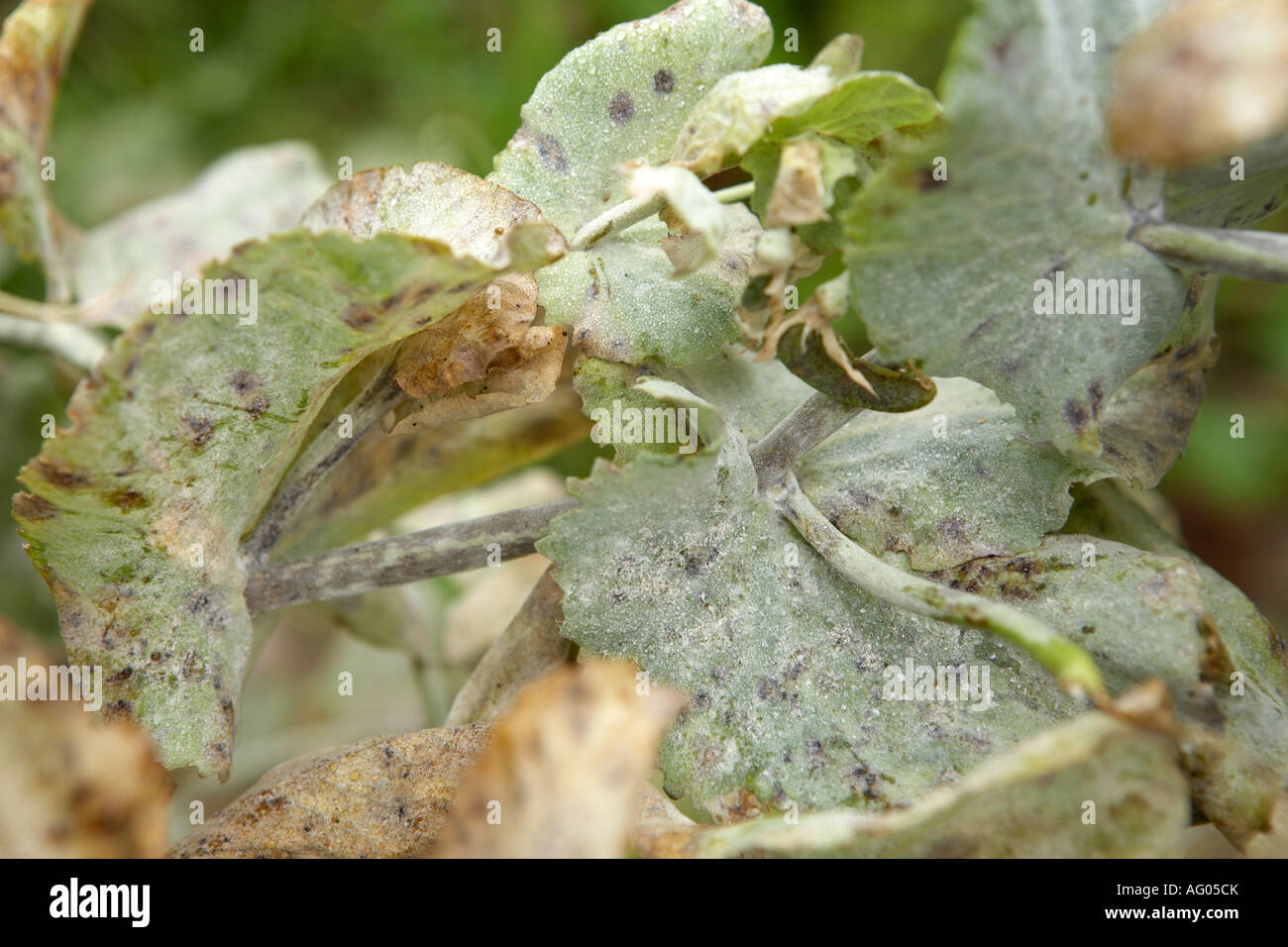 Mildew fungus on pea plant Stock Photo - Alamy