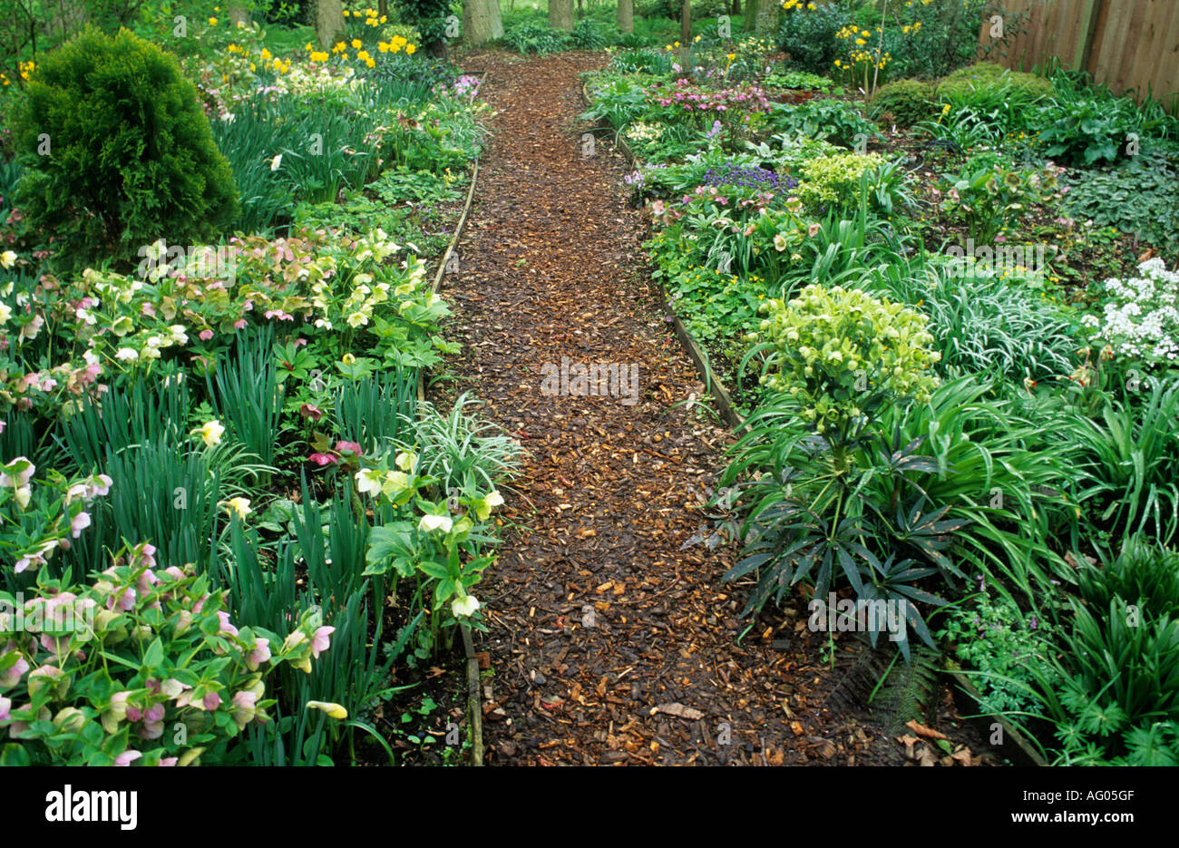 Winter woodland border, bark path, hellebores and daffodils, helleborus ...