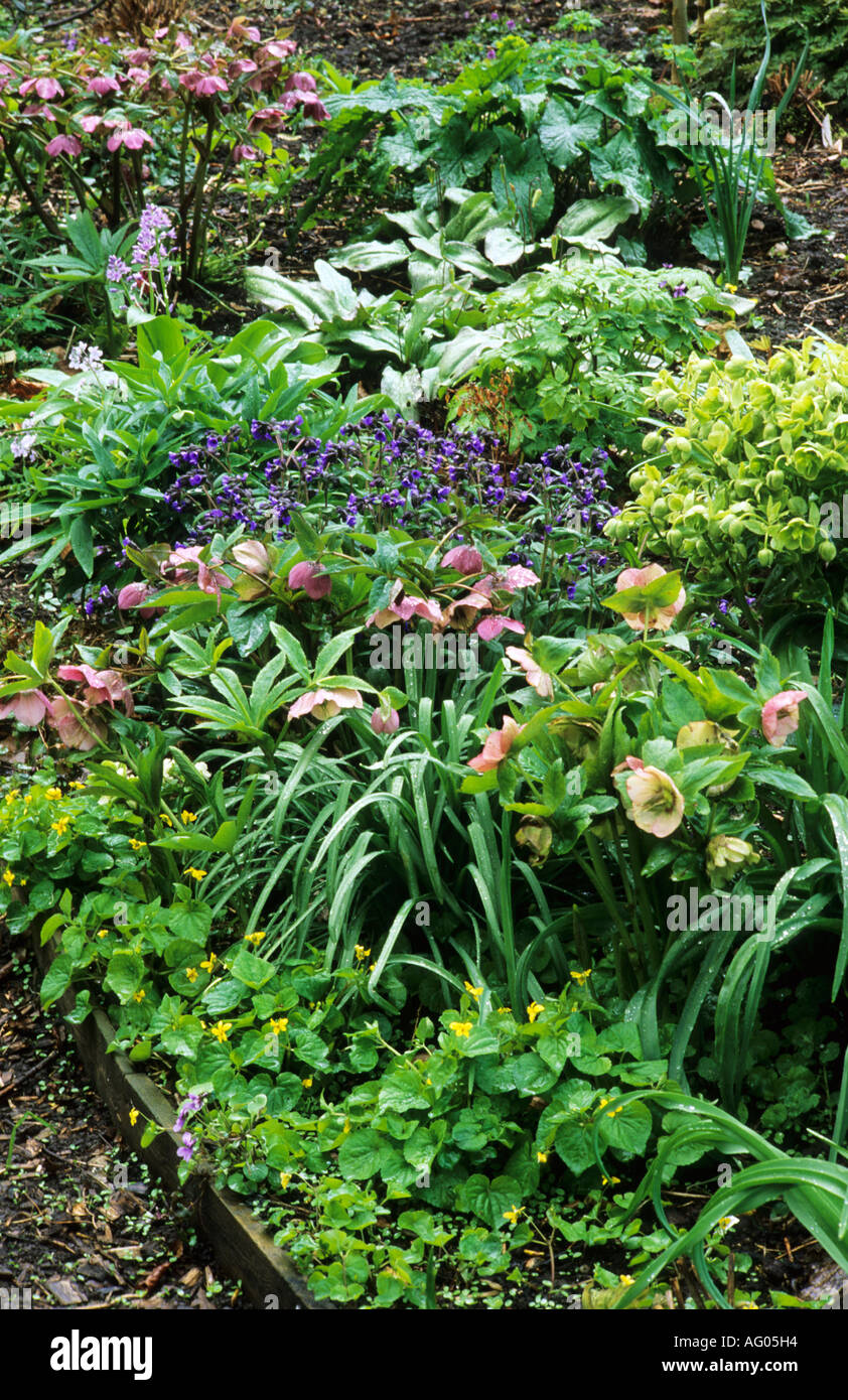 Winter woodland garden border, hellebores and mixed planting ...