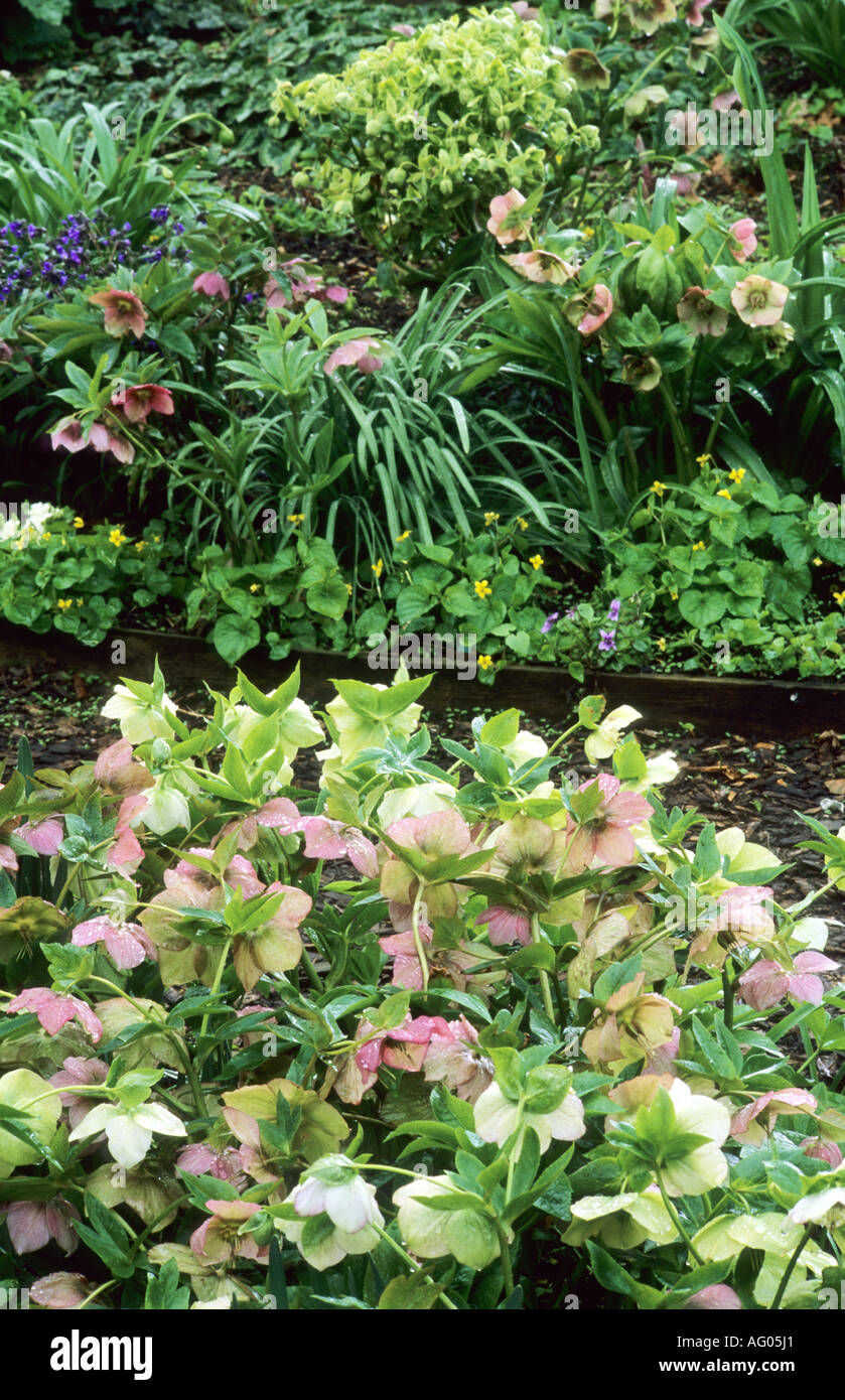 Winter woodland border, hellebores, Helleborus orientalis hybrids ...