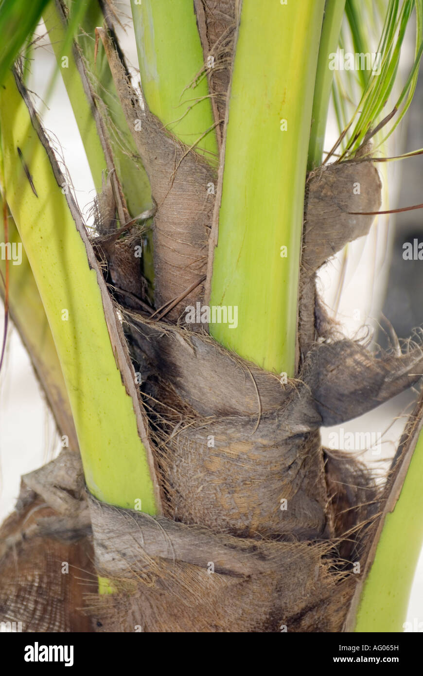 Nipah palm tree hi-res stock photography and images - Alamy