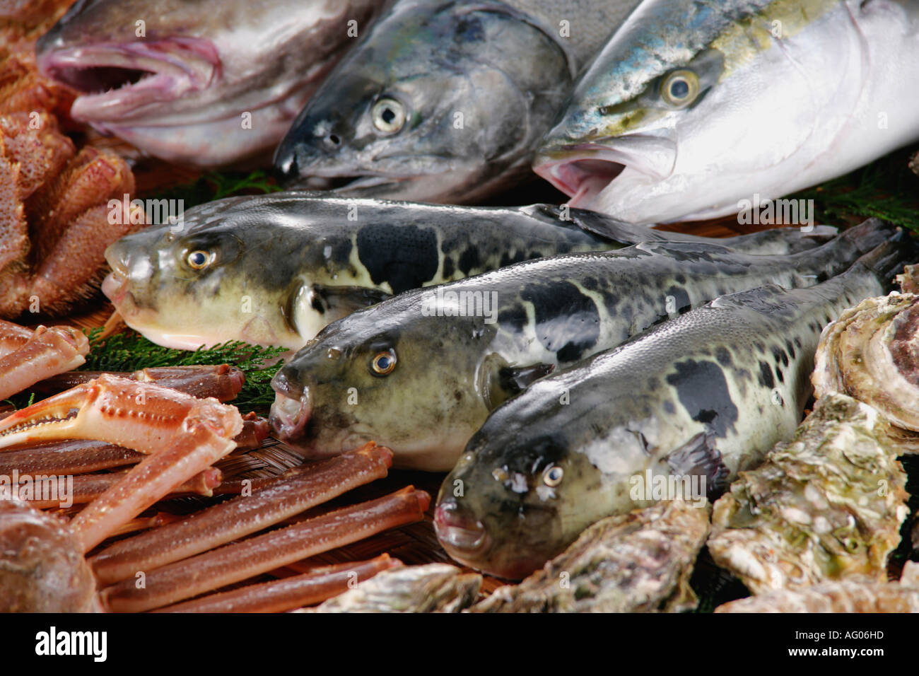 Puffer salmon hi-res stock photography and images - Alamy