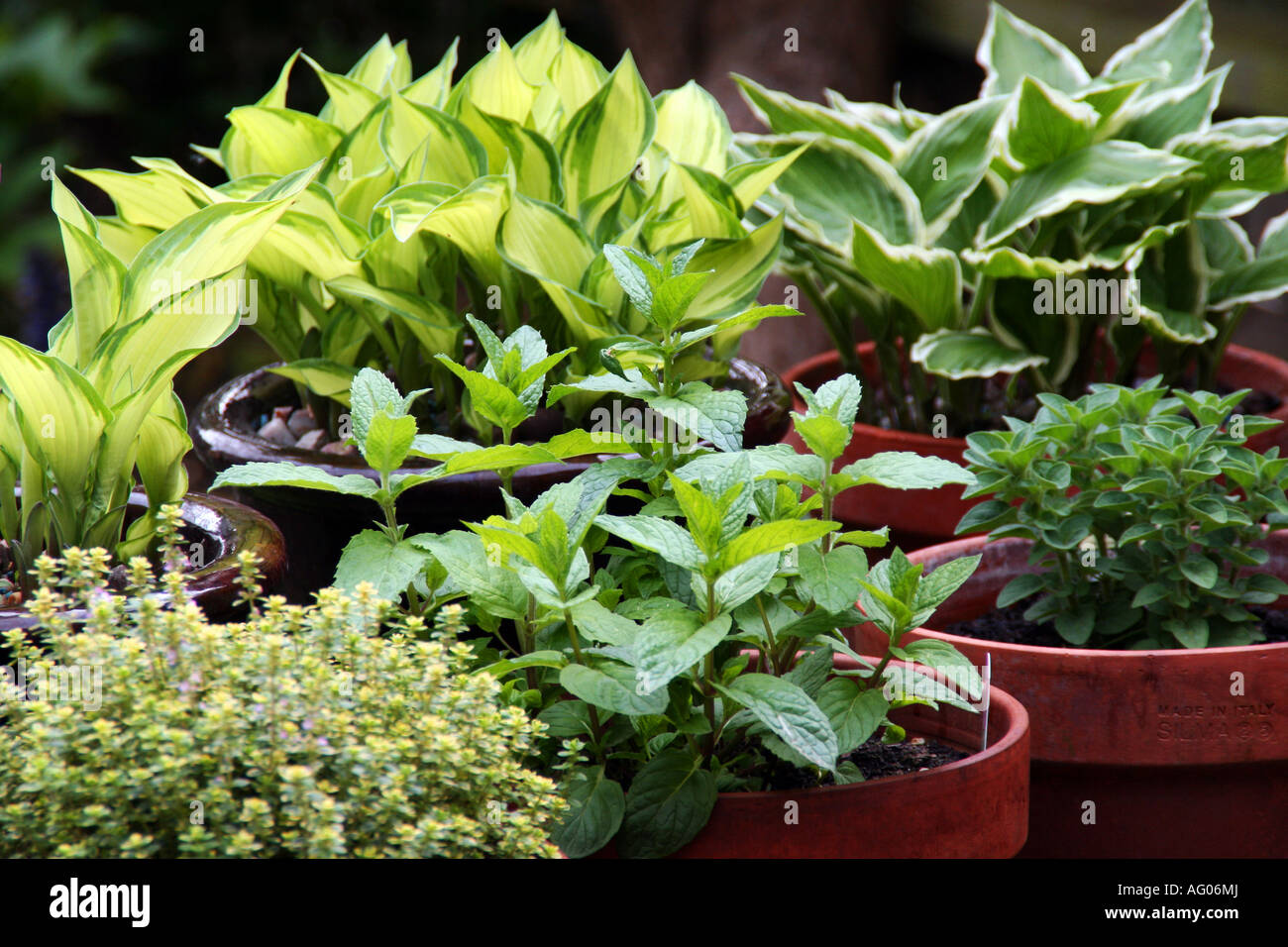 Hosta pots hi-res stock photography and images - Alamy