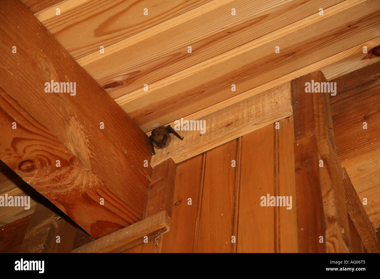 Bat house inside hi-res stock photography and images - Alamy