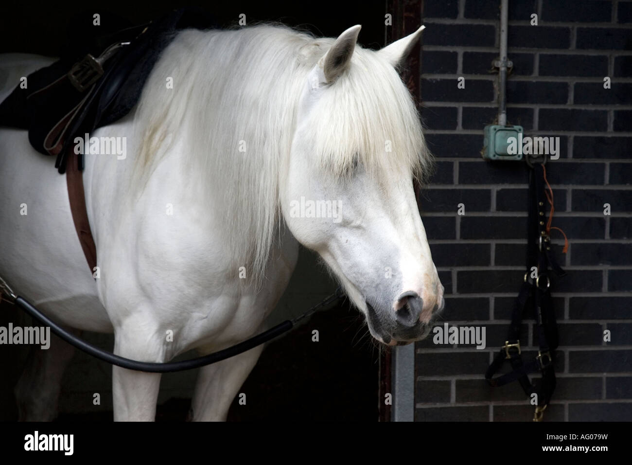 Medieval horse stable hi-res stock photography and images - Alamy