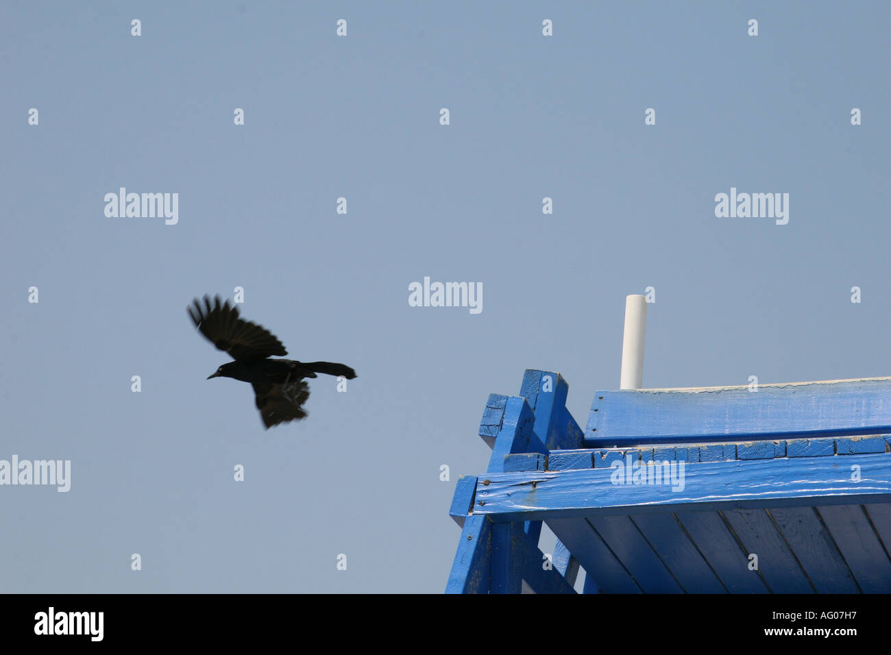 Grackle in flight hi-res stock photography and images - Alamy