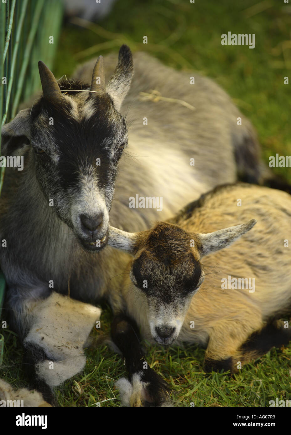 Two goats hi-res stock photography and images - Alamy