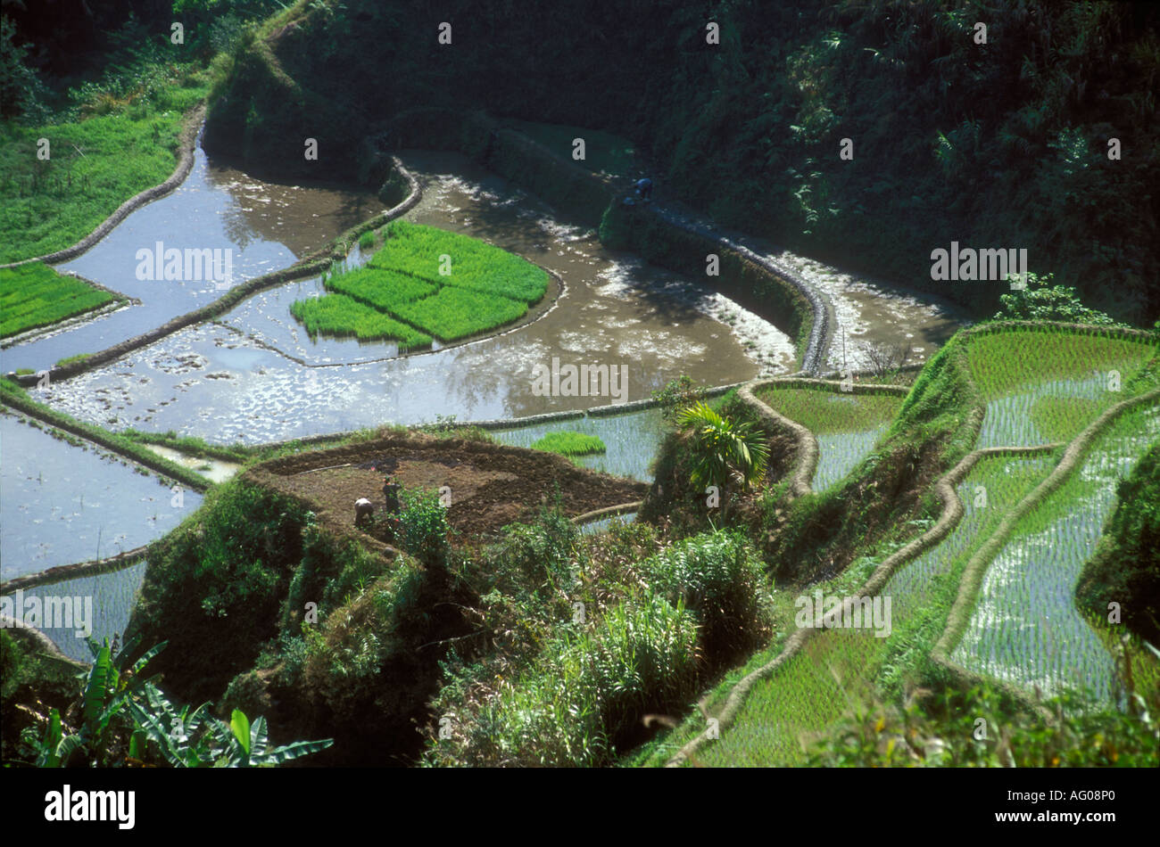 Stepped rice fields hi-res stock photography and images - Alamy