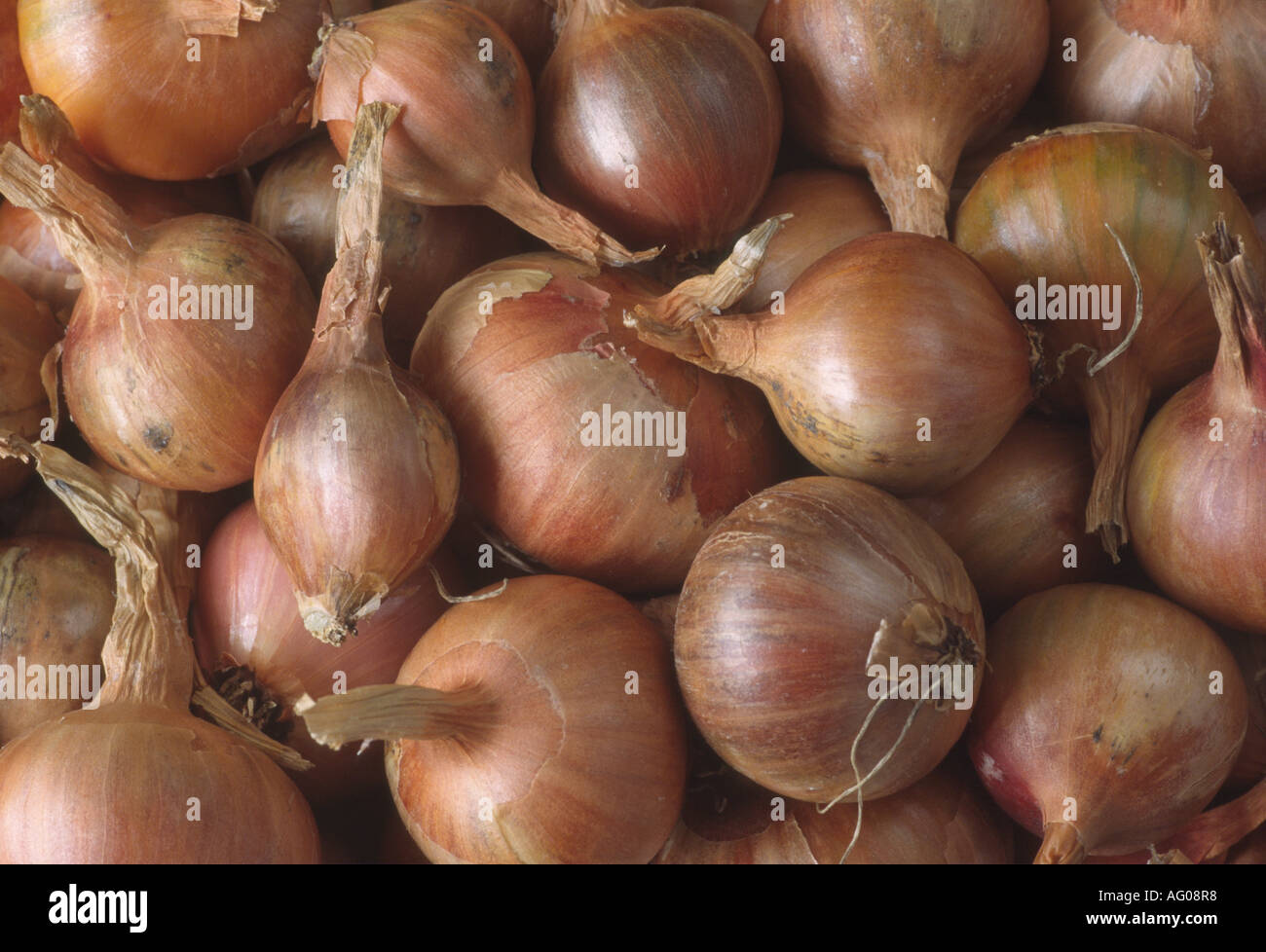Shallots red sun hi-res stock photography and images - Alamy