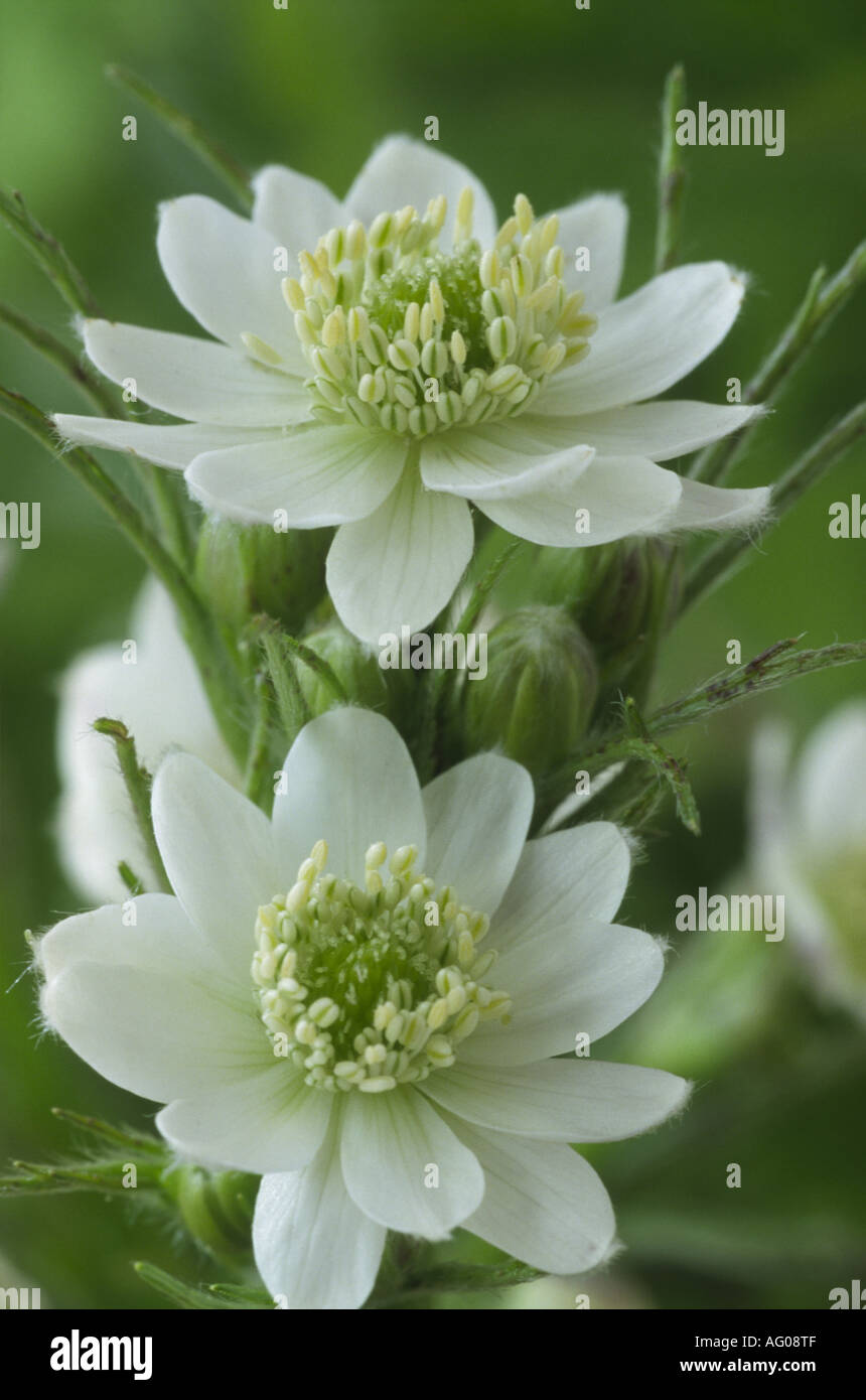 Anemone barbulata. Windflower Stock Photo - Alamy