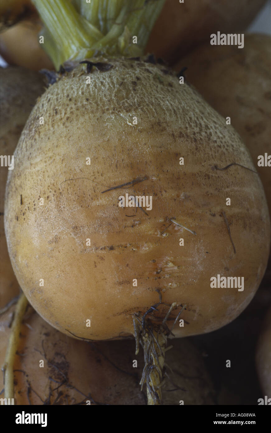 Beta vulgaris 'Burpee's Golden' Yellow beetroot unpeeled cooked root ...