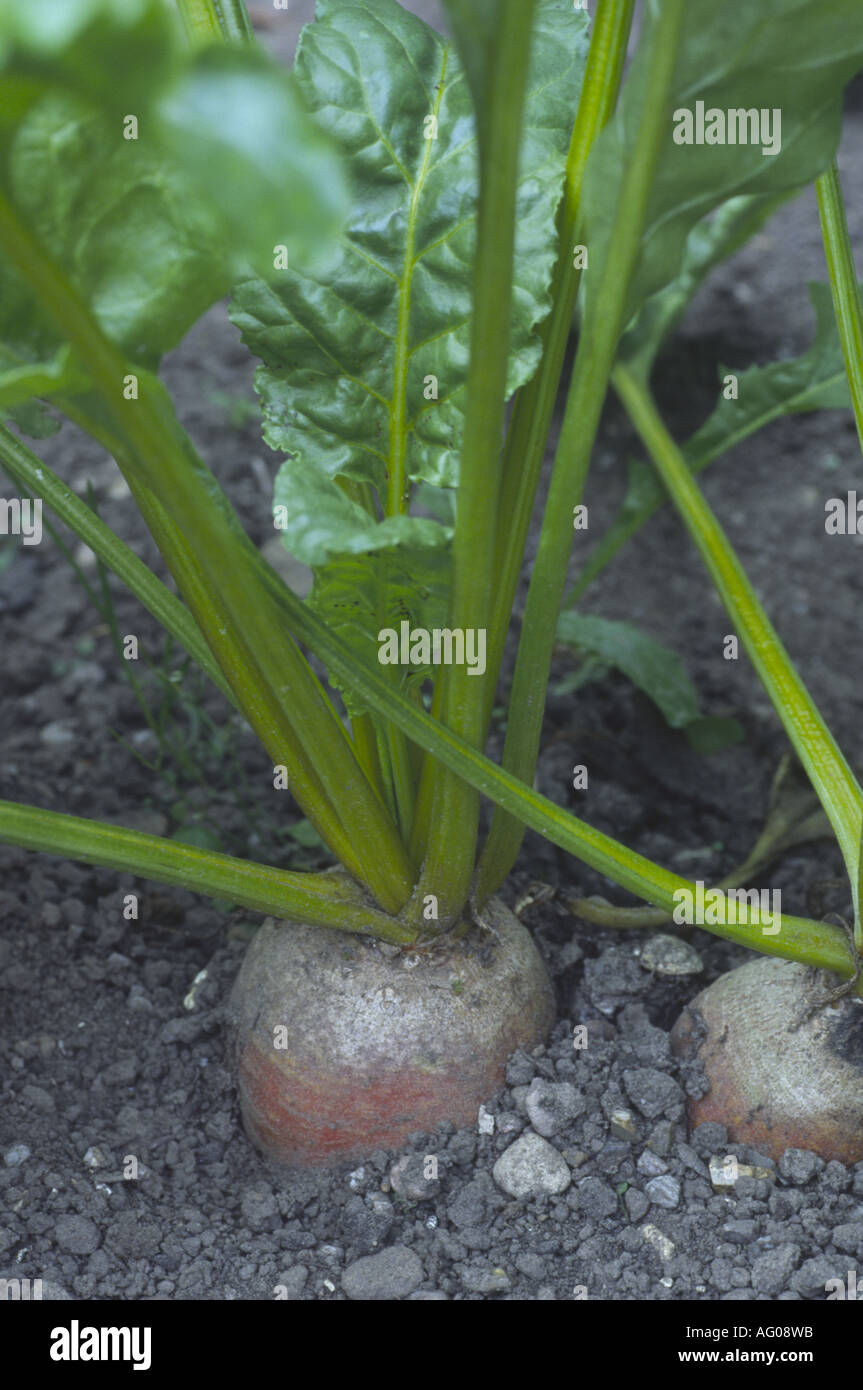 Beta vulgaris burpees golden hi-res stock photography and images - Alamy