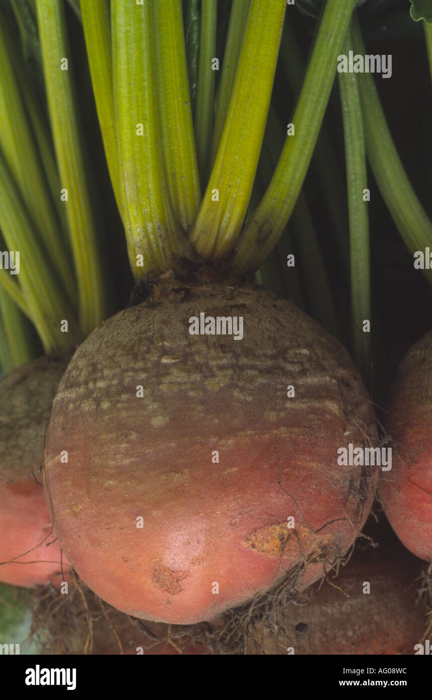 Beta vulgaris burpees golden hi-res stock photography and images - Alamy