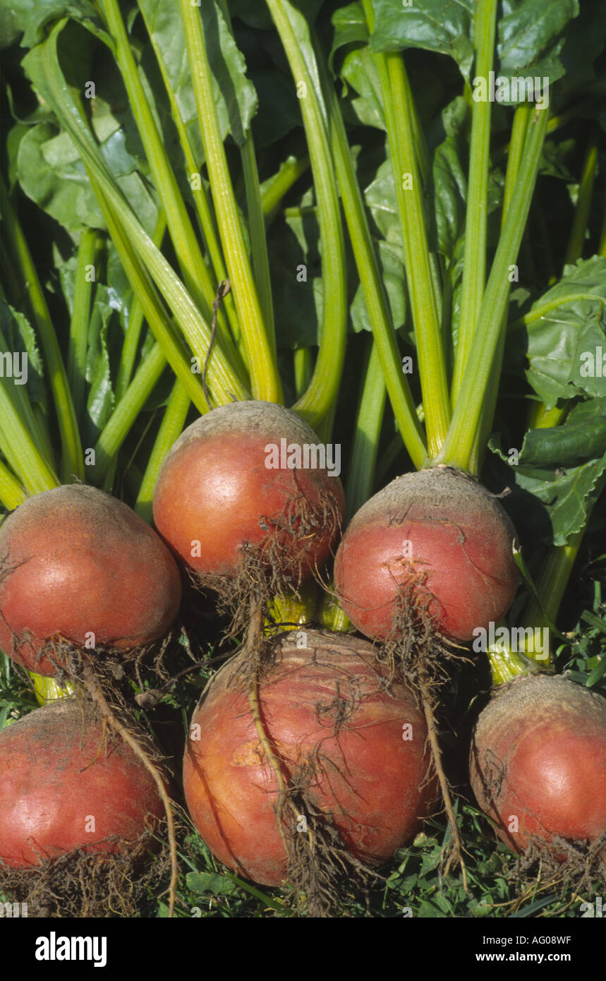Beta vulgaris 'Burpee's Golden' Yellow beetroot just harvested from ...