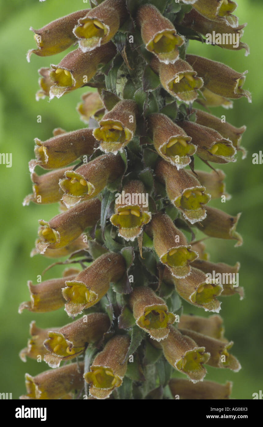 Digitalis parviflora. (Foxglove Stock Photo - Alamy