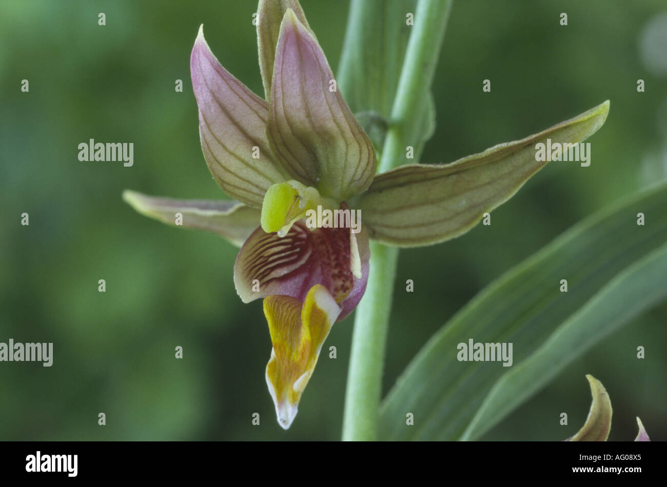 Epipactis gigantea. (Giant helleborine Stock Photo - Alamy