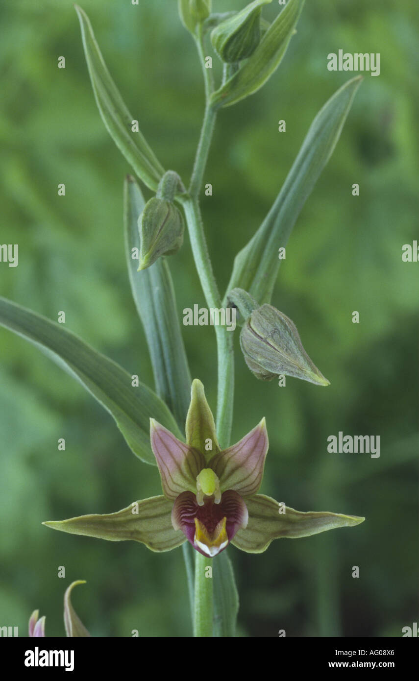 Epipactis gigantea. (Giant helleborine Stock Photo - Alamy