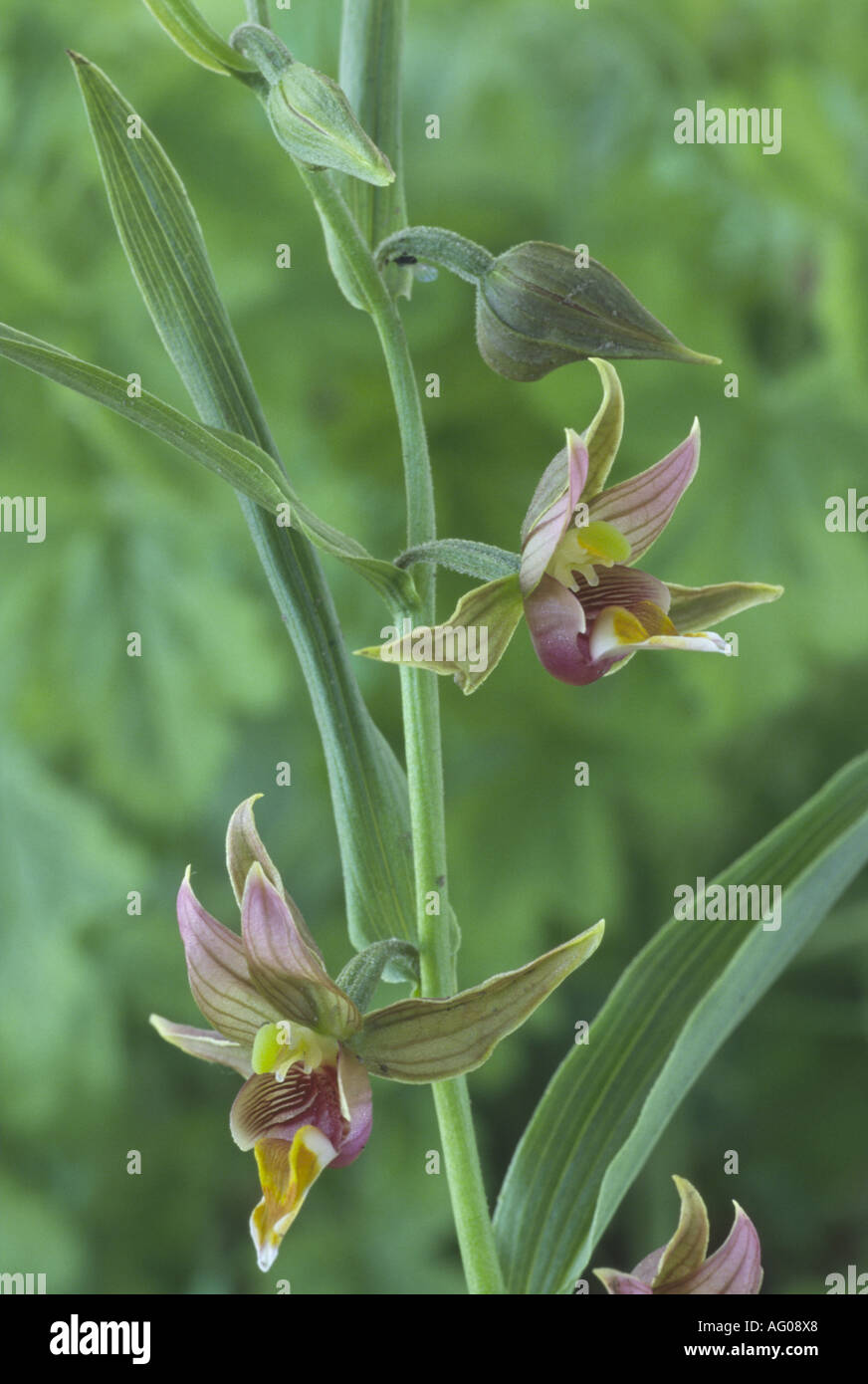 Epipactis gigantea. (Giant helleborine Stock Photo - Alamy