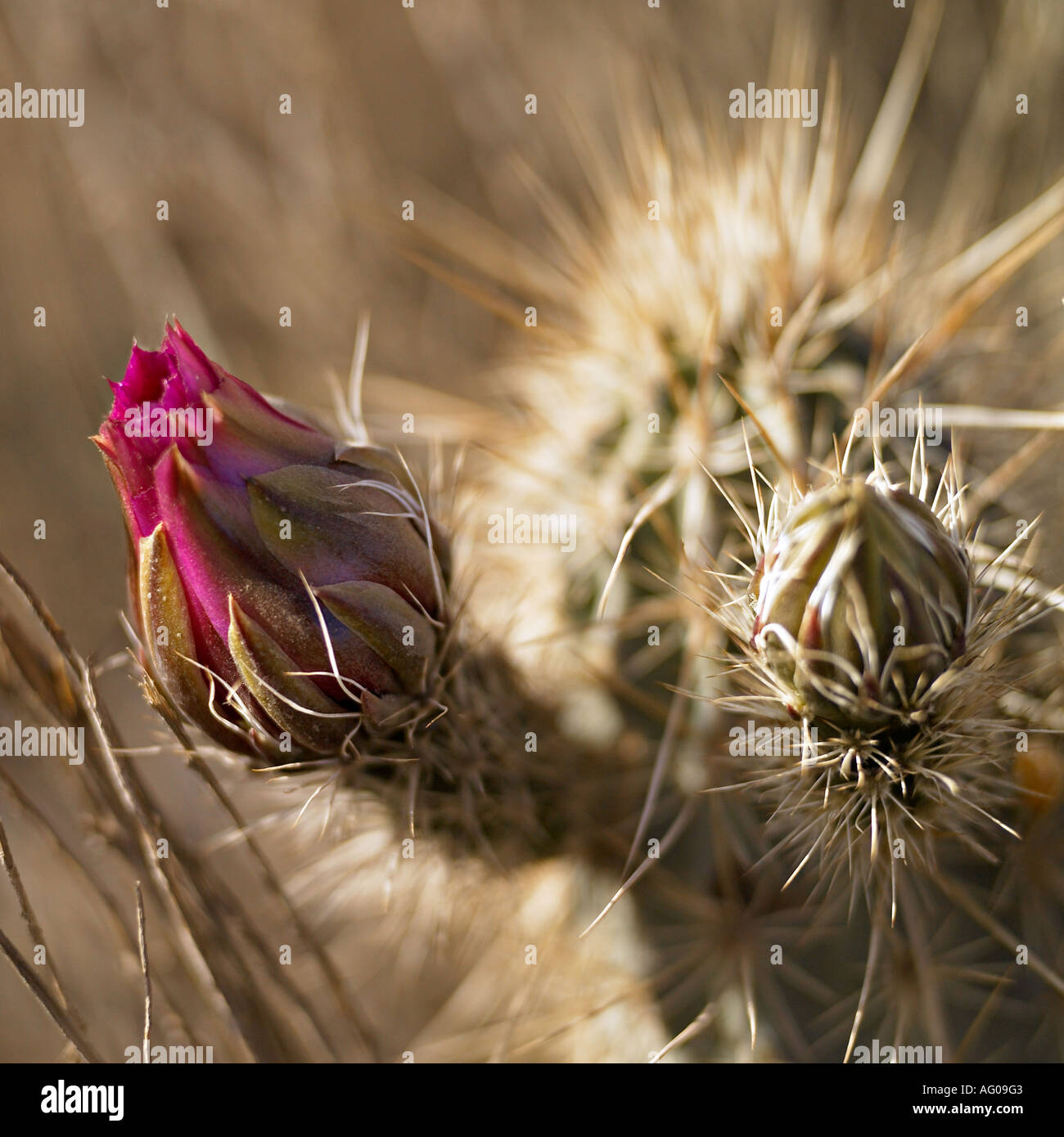 Long blooming period hi-res stock photography and images - Alamy