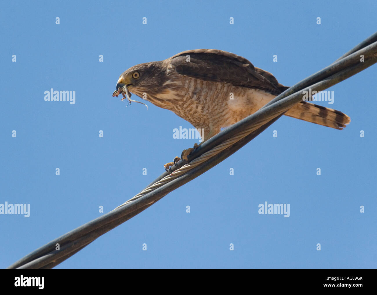 Picture of roadside hawk - Rupornis magnirostris, against blue sky ...