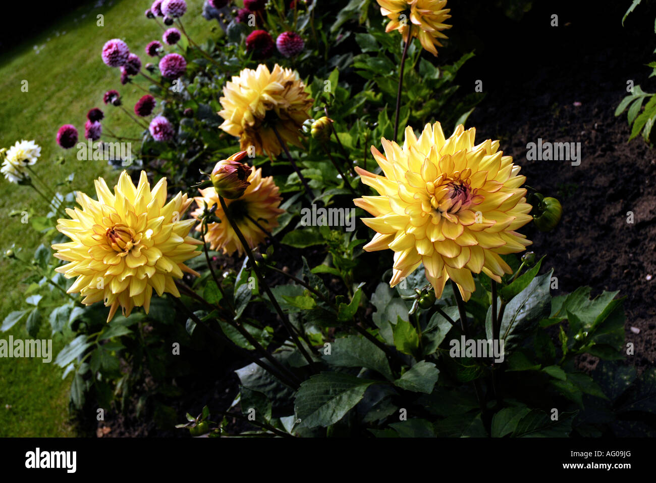Garden flowers in full bloom Stock Photo - Alamy