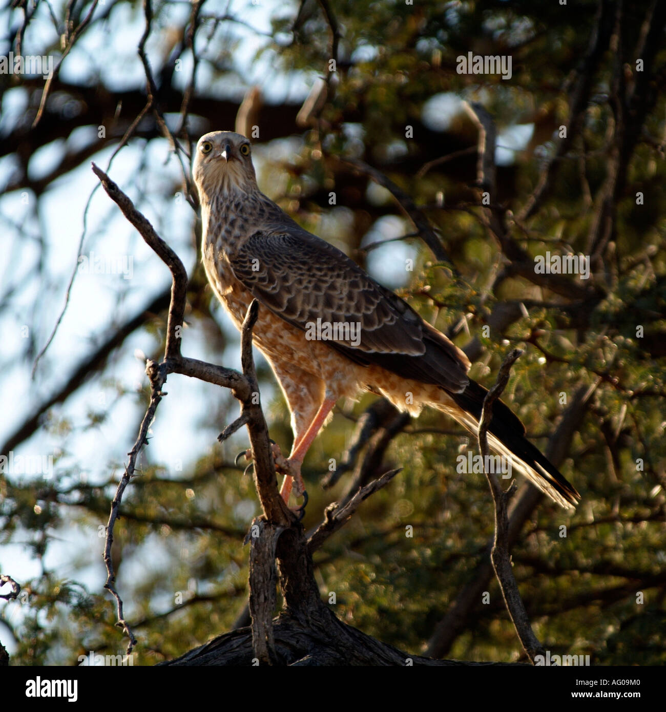 Greater Kestrel. Falco rupicoloides. The kalahari Transfrontier ...