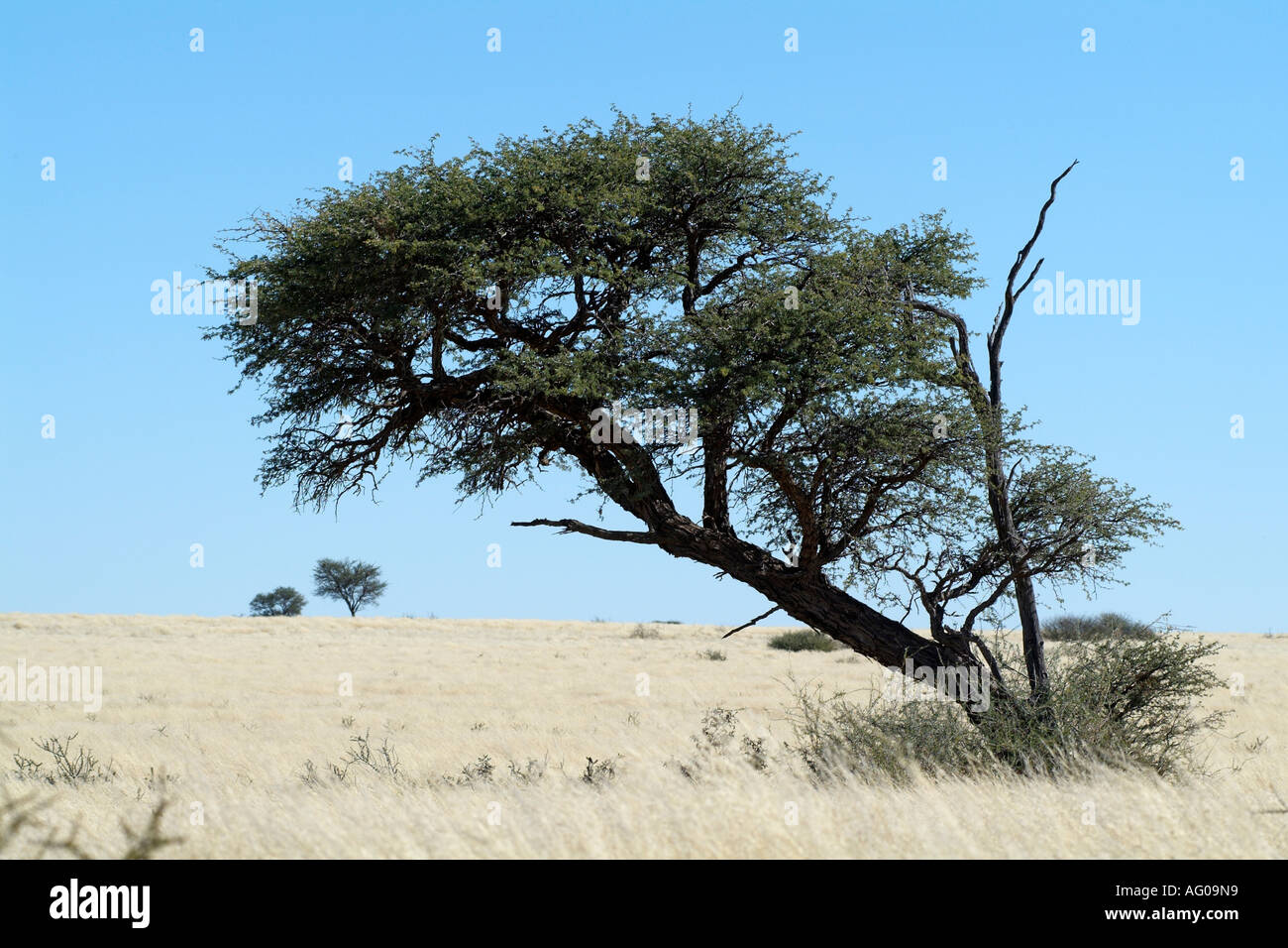 Camelthorn Tree. Acacia erioloba. In the grasslands savannah of the ...