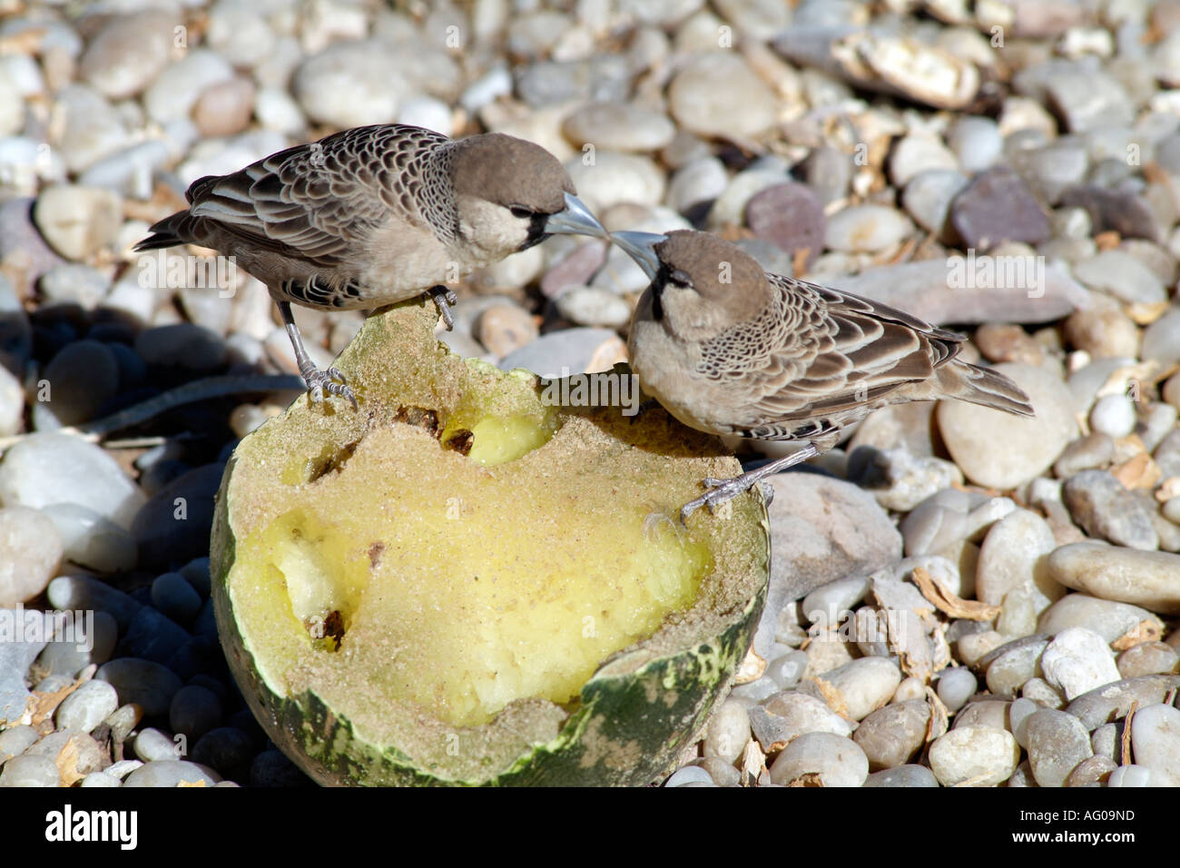 Kalahari melon hi-res stock photography and images - Alamy