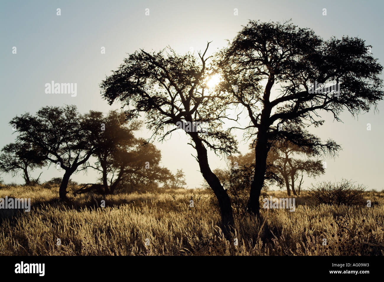 Trees and grassland of the Kalahari Transfrontier National Park South ...