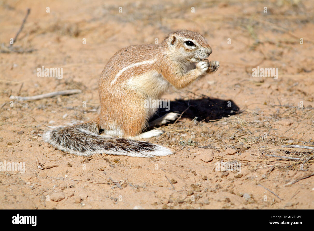 Ground Squirrel. Xerus inauris. Feeding in the Kalahari South Africa ...