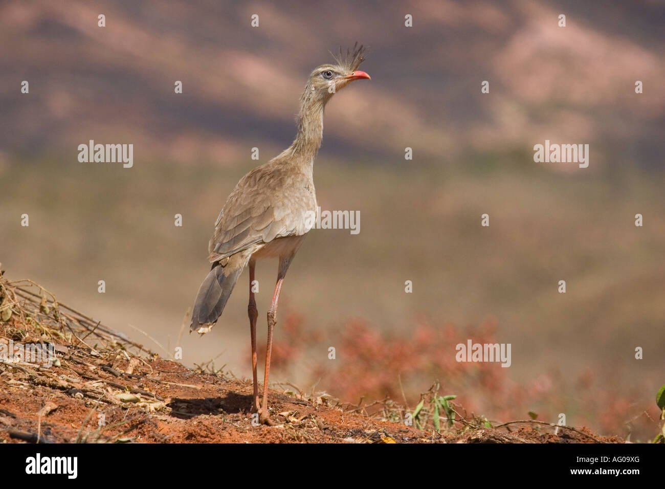 Cariama cristata cerrado hi-res stock photography and images - Alamy