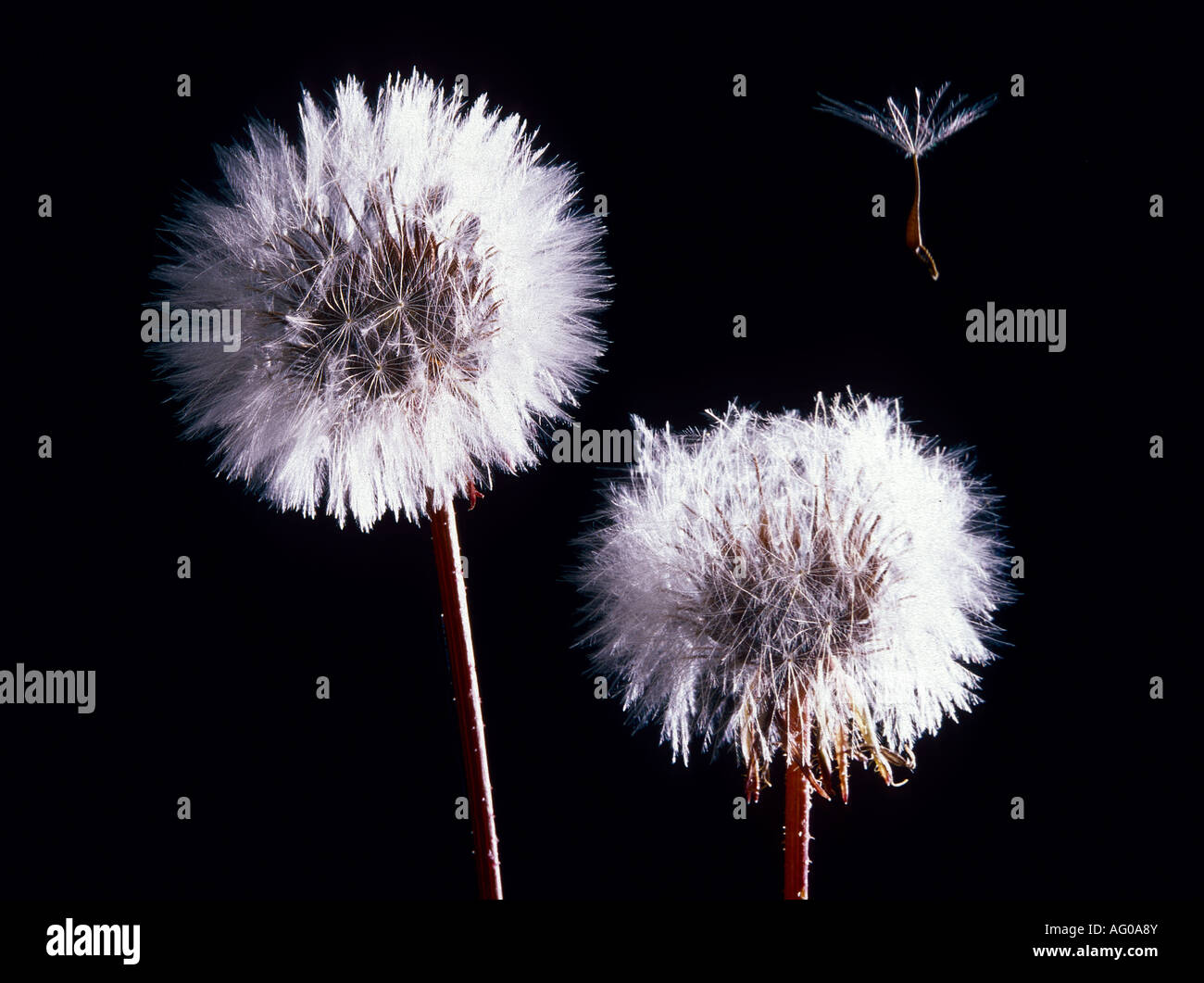 Seeds released hi-res stock photography and images - Alamy