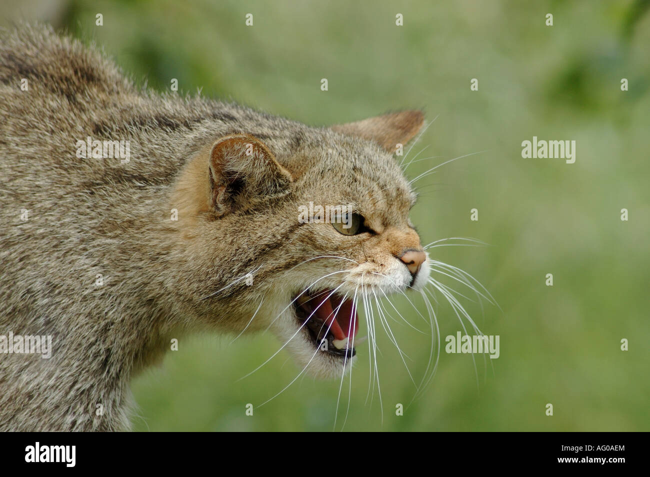 Scottish Wild cat(Felis sylvestris) A wildcat in a moment of heightened ...