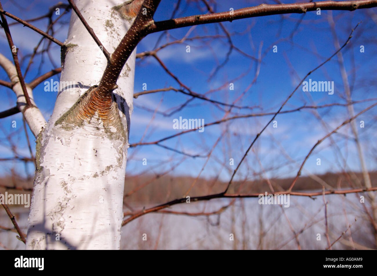The fragment of birch tree with branches Stock Photo - Alamy