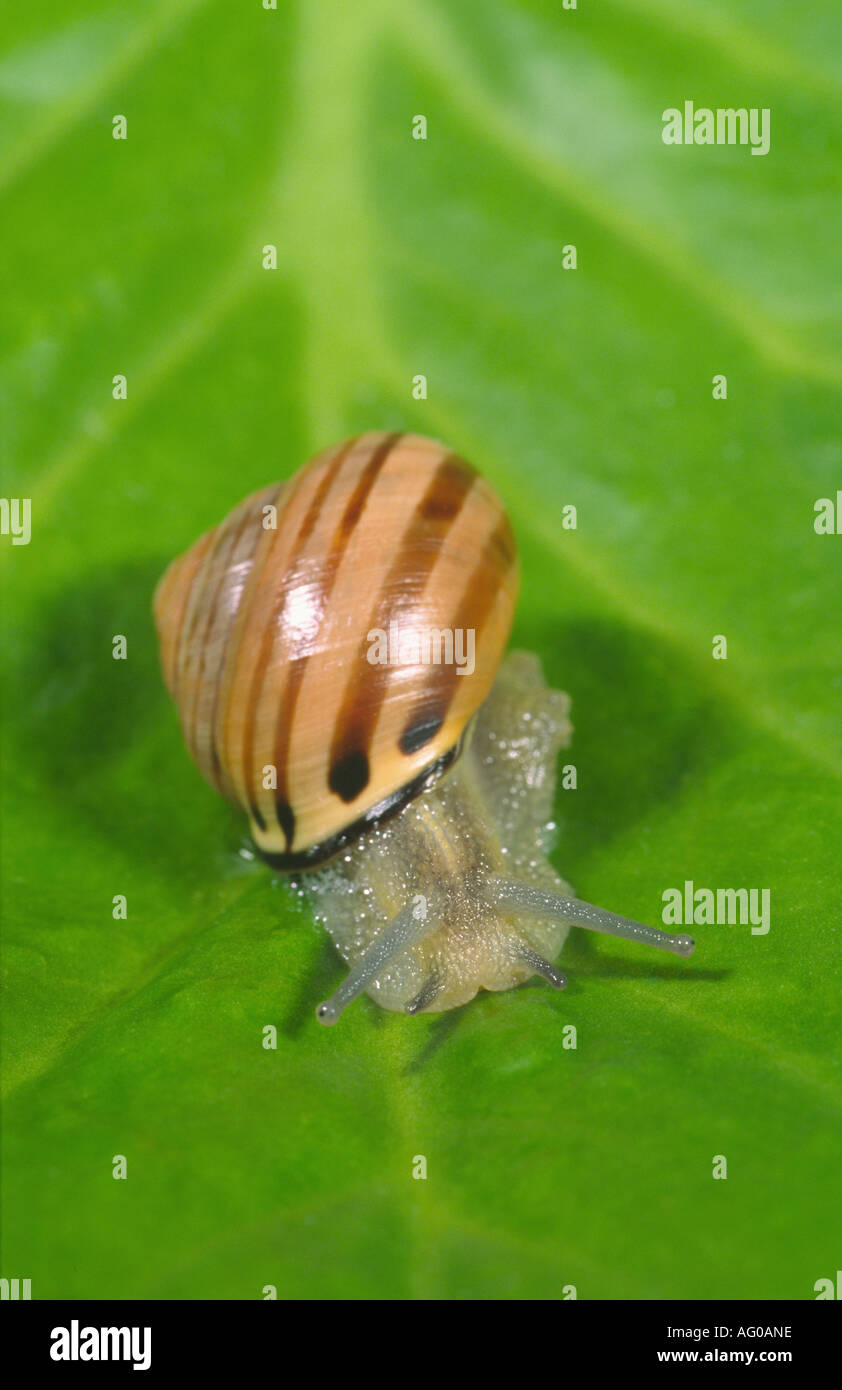 Garden Banded Snail Grass High Resolution Stock Photography and Images ...
