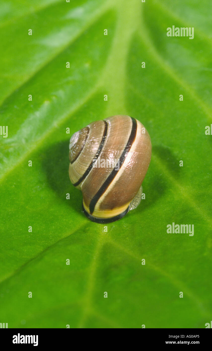 Mollusc band hi-res stock photography and images - Alamy