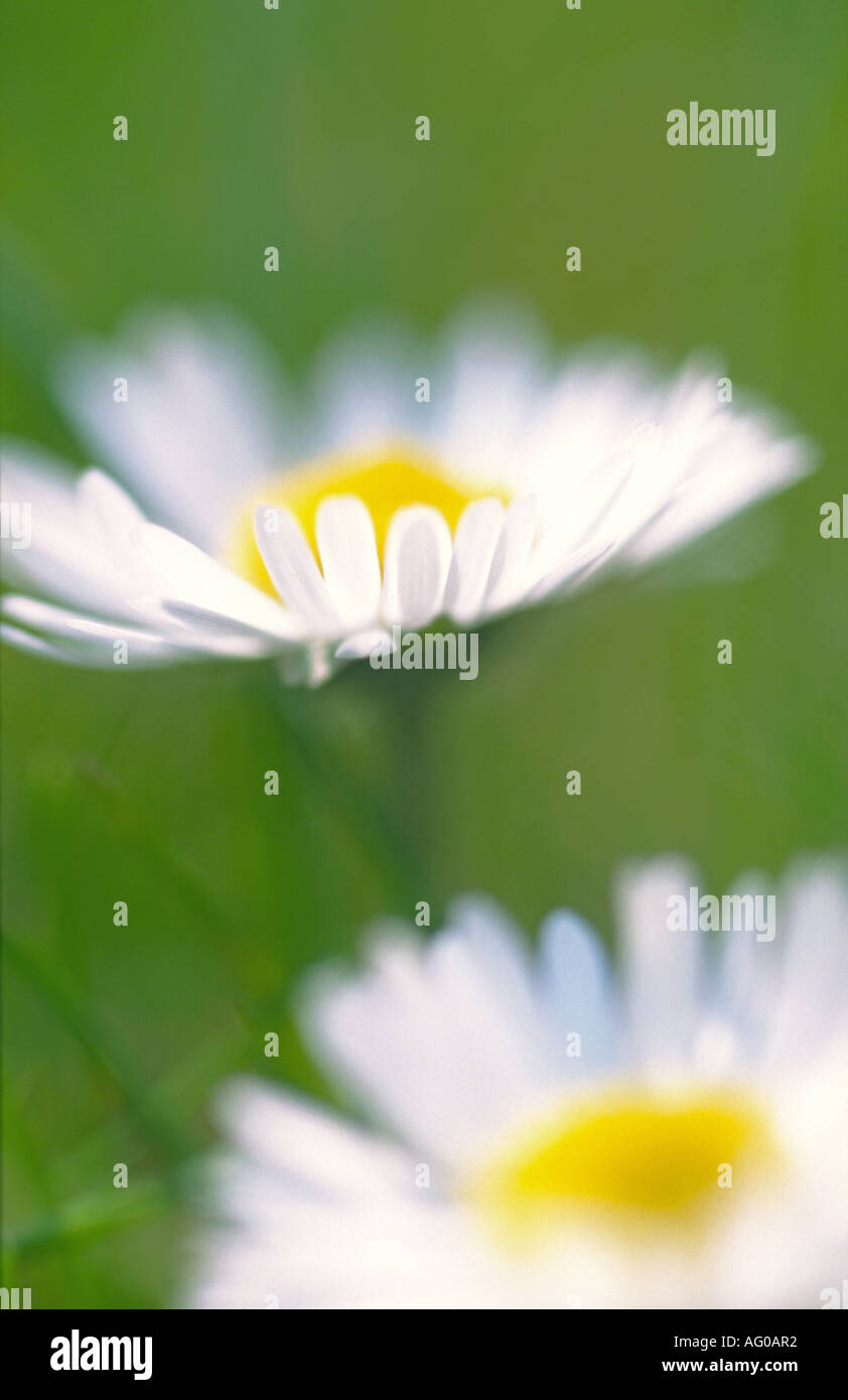 Common Daisy "Bellis Perennis Stock Photo - Alamy