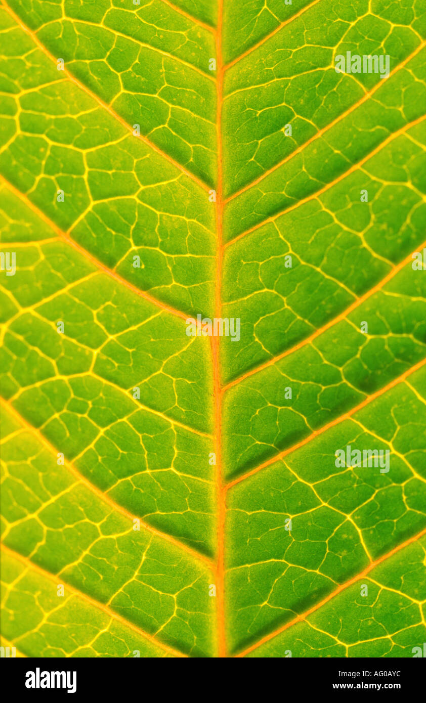Leaf Showing Veins UK Stock Photo - Alamy