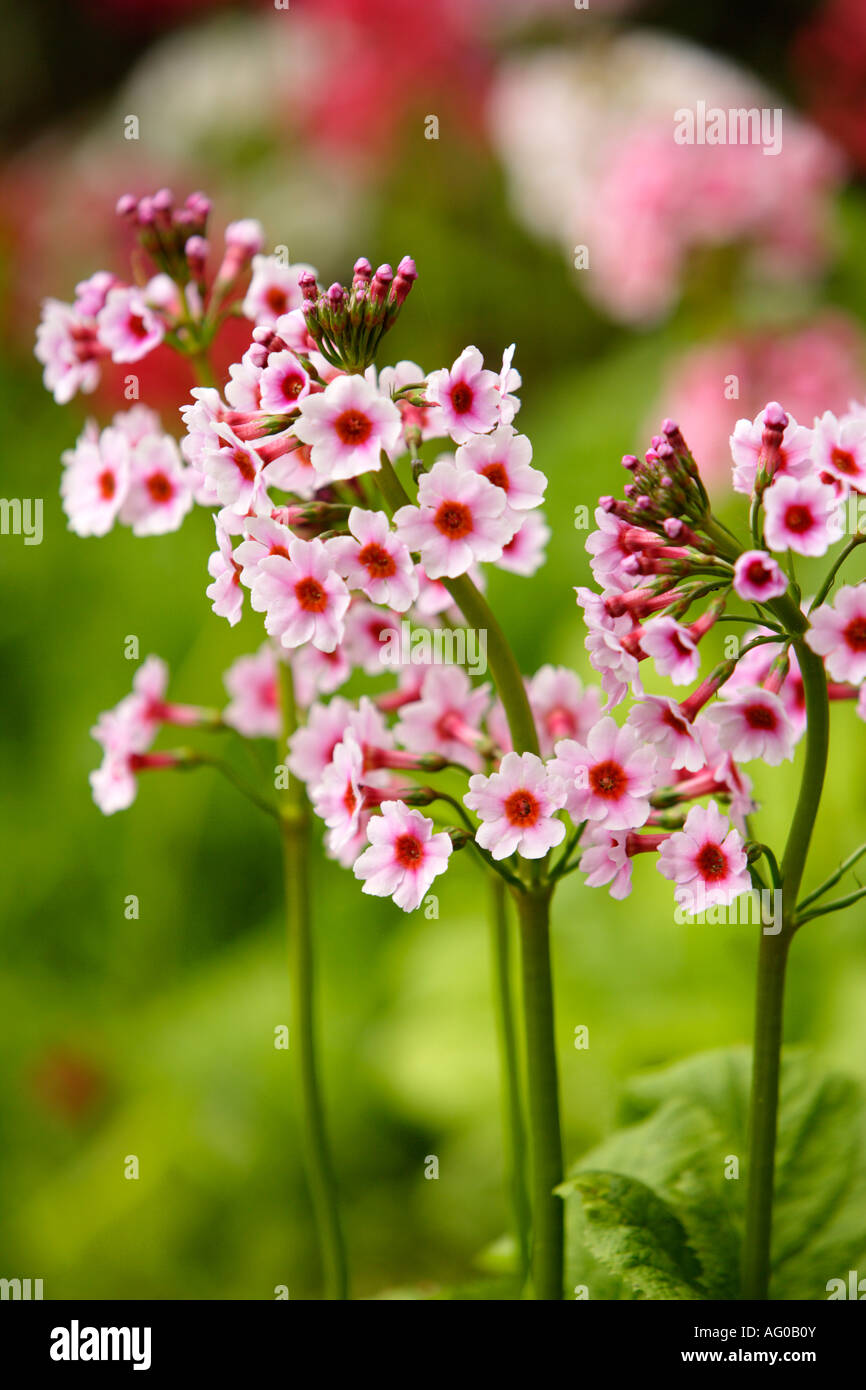 Close Up, Candelabra Primula Flowers, Fairhaven Woodland and Water ...