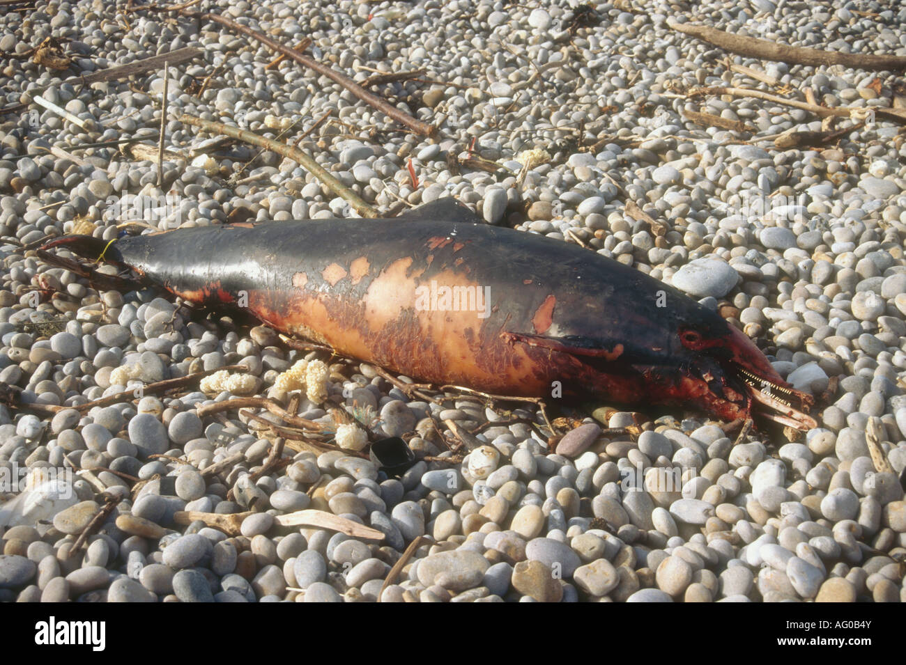 An emaciated dolphin probably Common Dolphin at Chesil Beach Portland ...