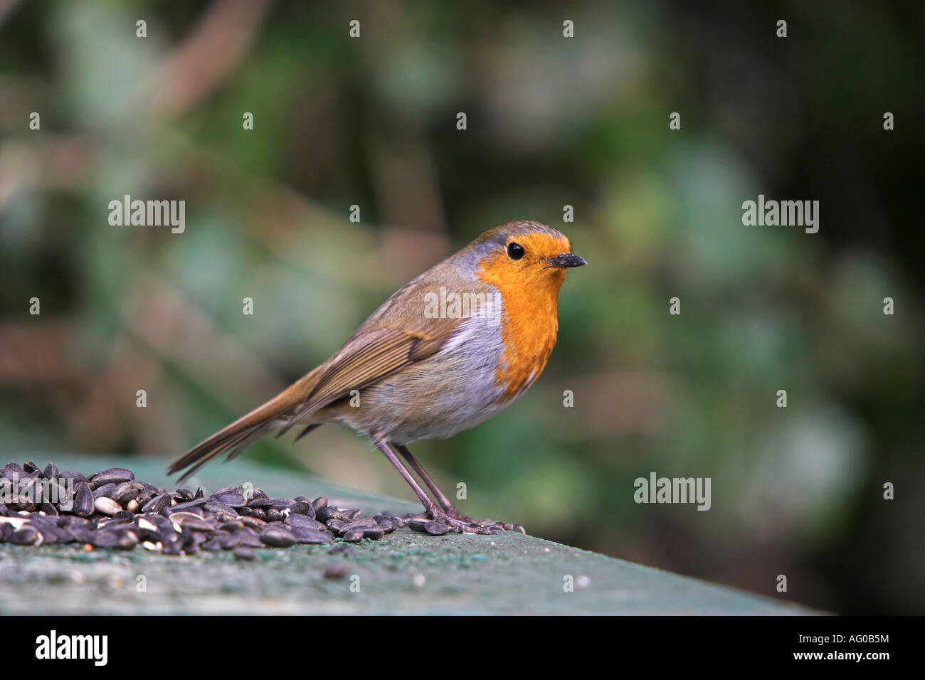 Robin erithacus rubecula Stock Photo - Alamy