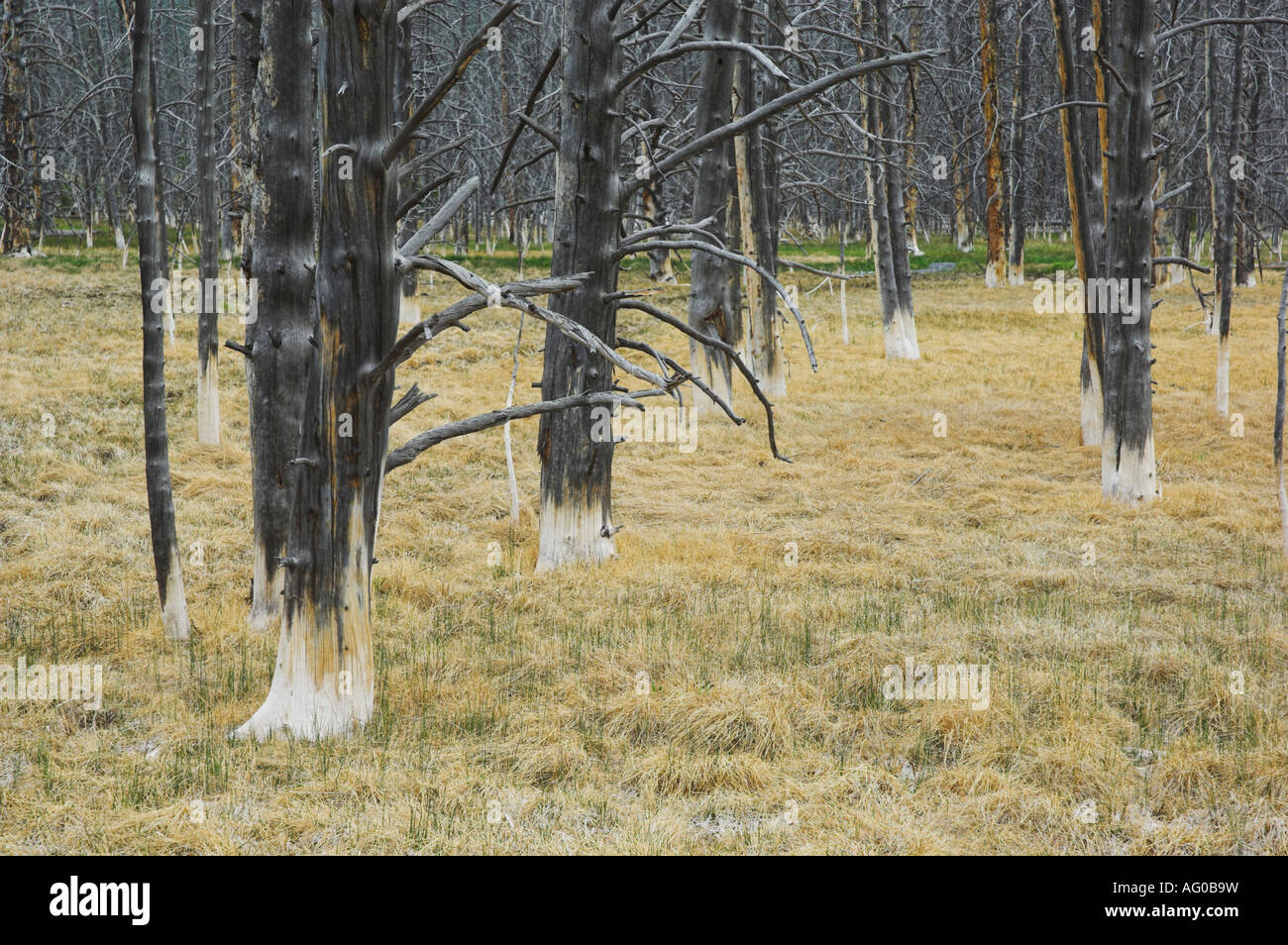 midway geyser basin trees with scorched trunks due to hot soil ...