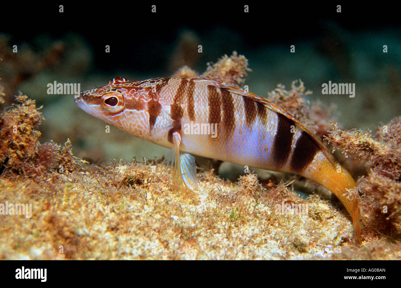 Scriba hi-res stock photography and images - Alamy