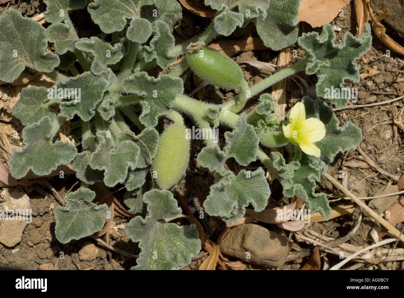 Wildflower Squirting Cucumber Ecballium elaterium Stock Photo - Alamy