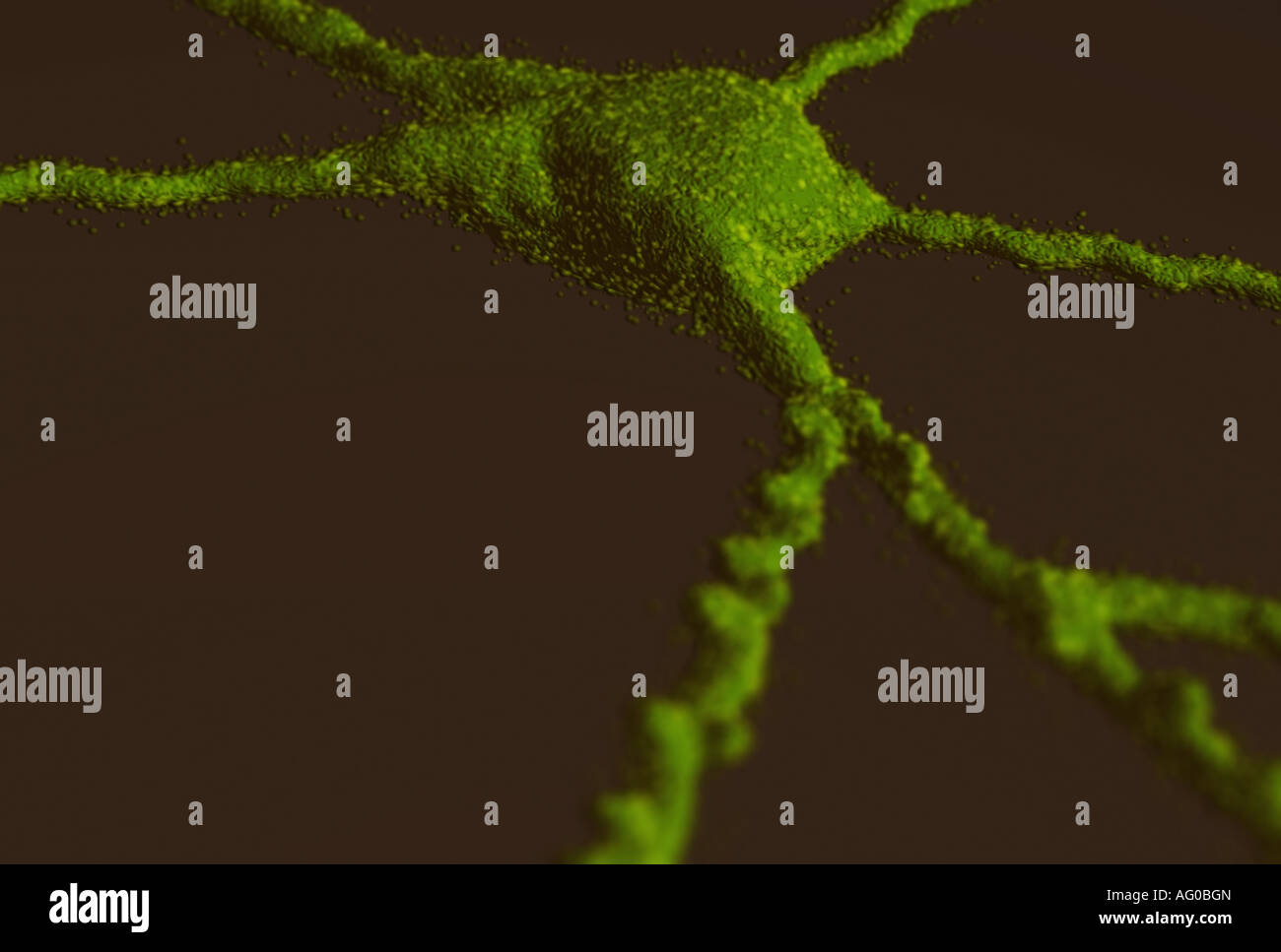 cultured neuronal cell Stock Photo - Alamy