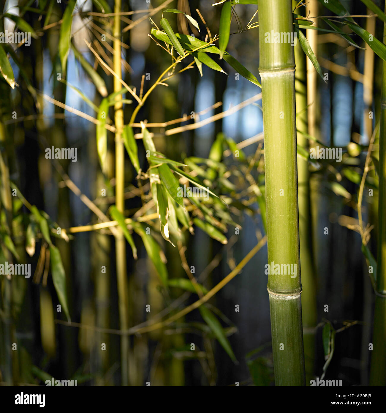 Zoo boo hi-res stock photography and images - Alamy